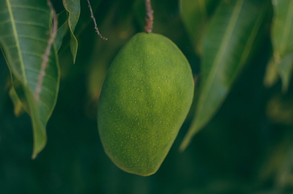 How to Preserve Mangoes – Proven Methods for Long-lasting Flavour ...